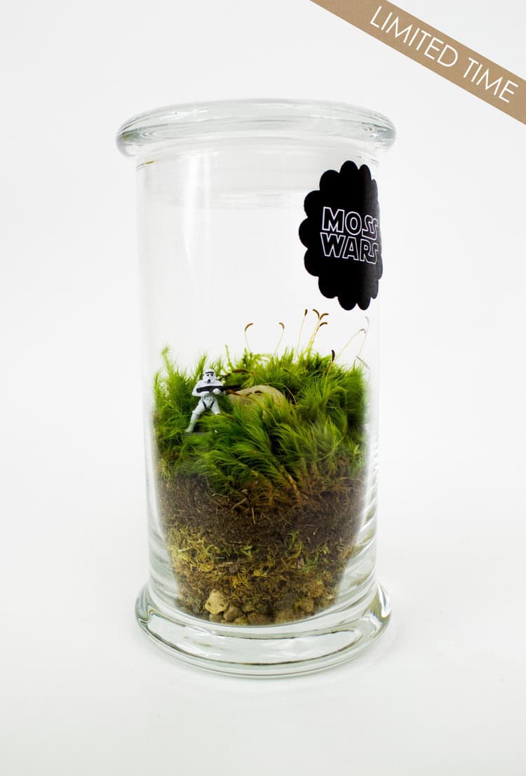 17 Whimsical Themed Terrarium Decorations