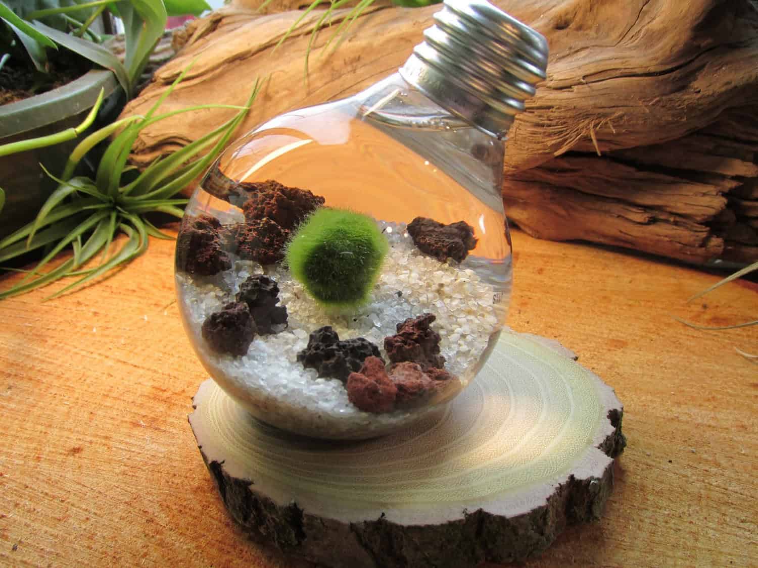 Decorate Your Home with Charming Little Terrariums