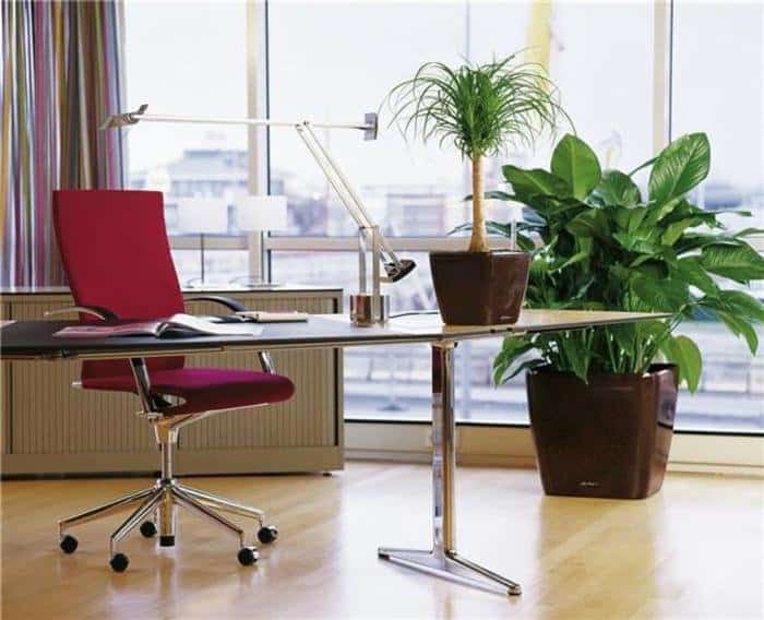 Simple Ways To Revive Your Work Space With Plants