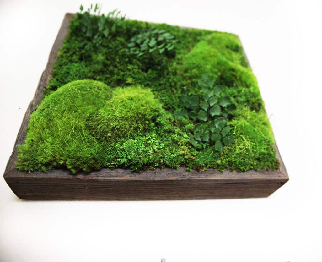 15 Spectacular Moss Wall Art Designs That Redefine The Living Wall Concept