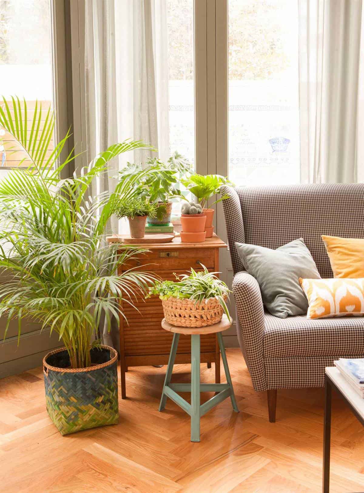 List of Ideal Plants for Small Flats