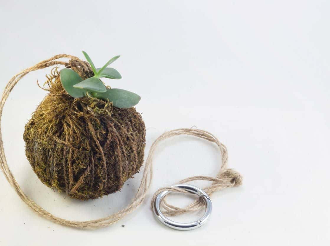 Kokedama - Japanese Technique to Decorate Your Home With Plants