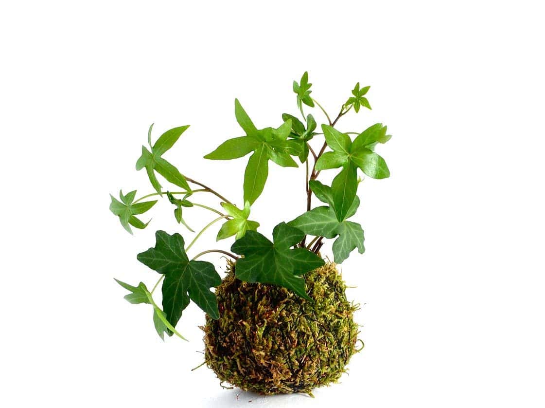 Kokedama - Japanese Technique to Decorate Your Home With Plants