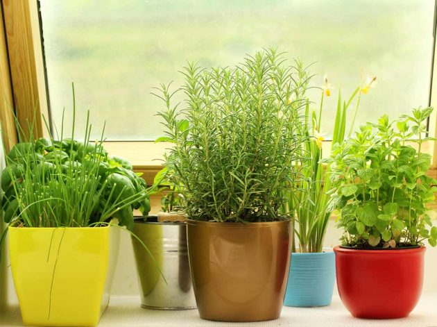 The Best Indoor Aromatic Plants For Your Kitchen's Natural Space