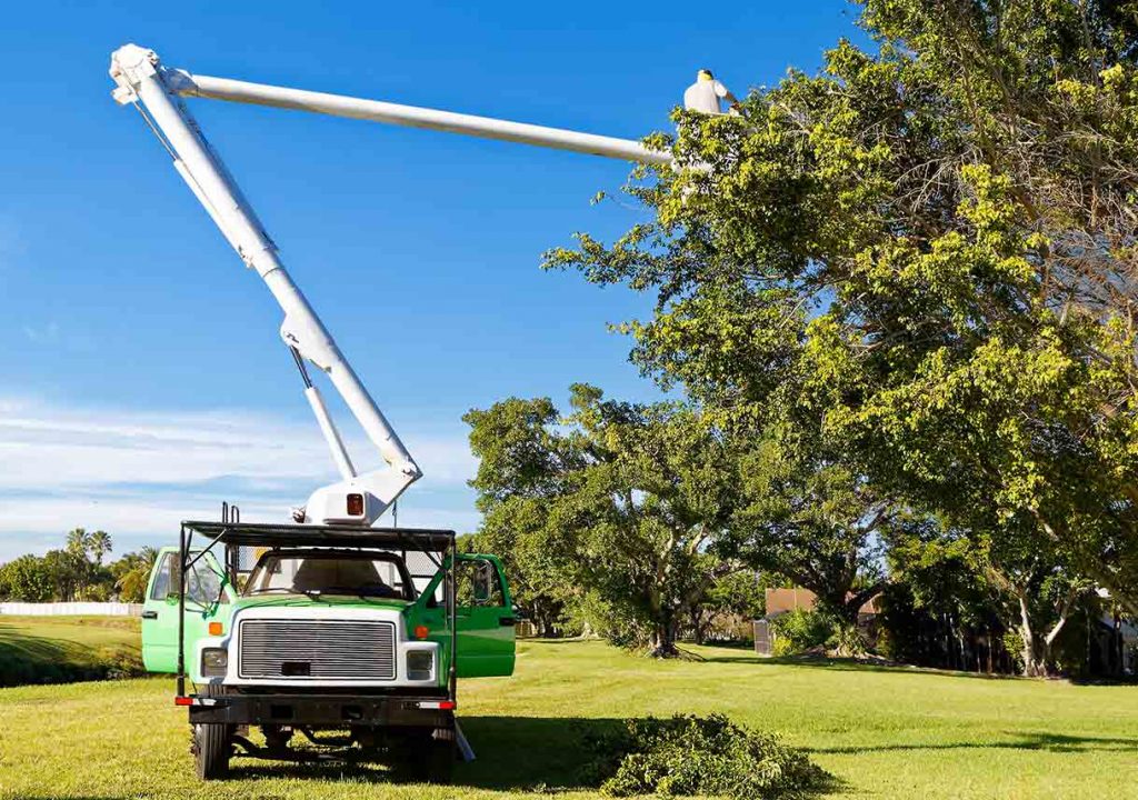 Top Amazing Things You Should Keep in Mind When Hiring a Tree Service ...