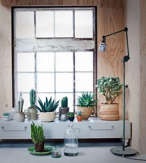 Ways to Incorporate Cacti Into Your Home Decor